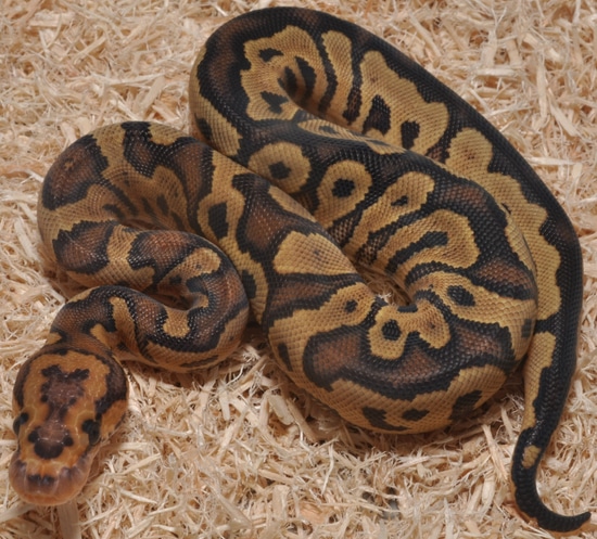 Spotnose Fire Clown - SALE Ball Python by Sixth Sense Exotics