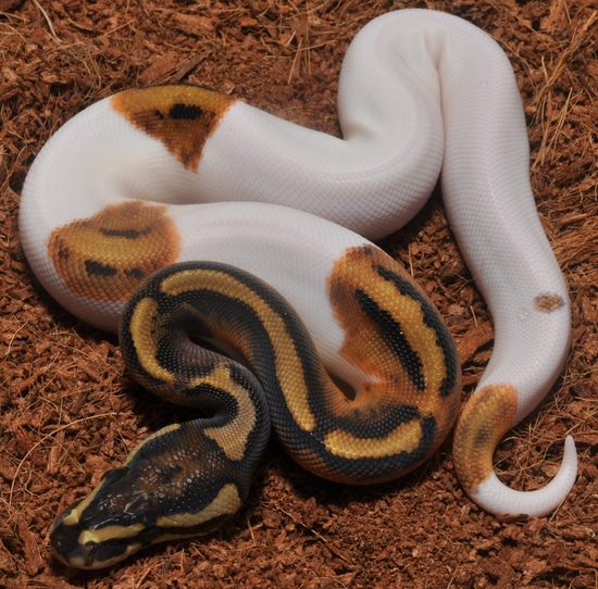 Pied Het Candy - SALE Ball Python by Sixth Sense Exotics