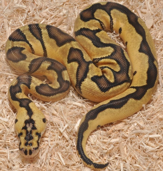 Firefly Enchi Clown - SALE Ball Python by Sixth Sense Exotics