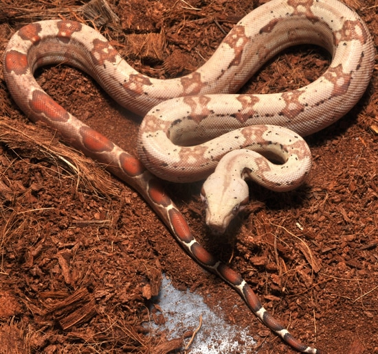 Honduran Tpos Het Snow - SALE Boa Constrictor by Sixth Sense Exotics