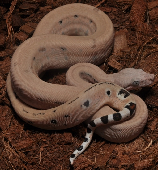 Scoria Het VPI - SALE Boa Constrictor by Sixth Sense Exotics