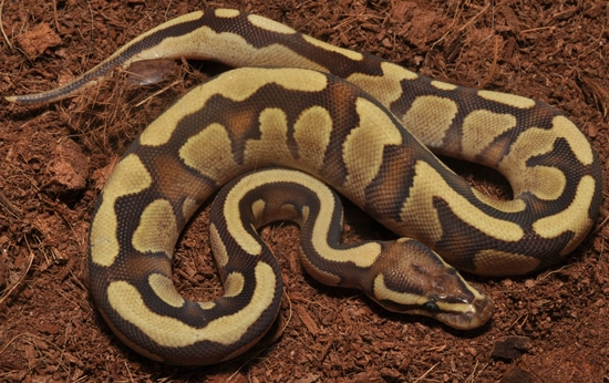 OD Fire Mahogany Enchi Het Pied - SALE Ball Python by Sixth Sense Exotics
