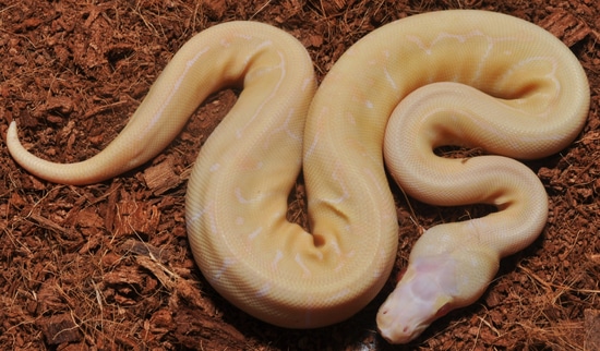 Albino Scaleless Head Pin - SALE Ball Python by Sixth Sense Exotics