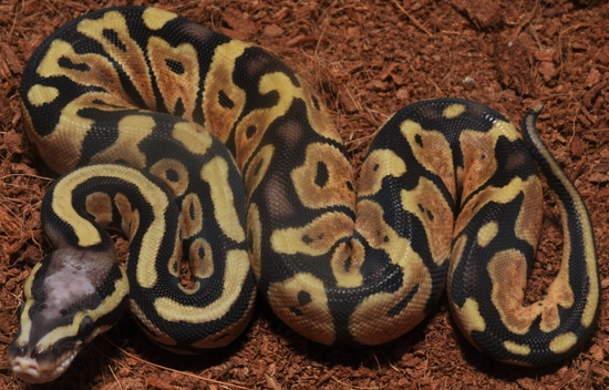 Scaleless Head Het Albino - SALE Ball Python by Sixth Sense Exotics