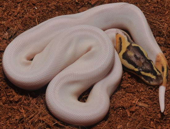 Firefly Pied - SALE Ball Python by Sixth Sense Exotics
