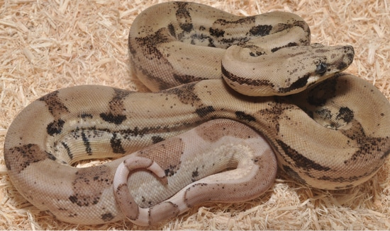 Fire IMG Ghost Jungle Ph Sharp Boa Constrictor by Sixth Sense Exotics