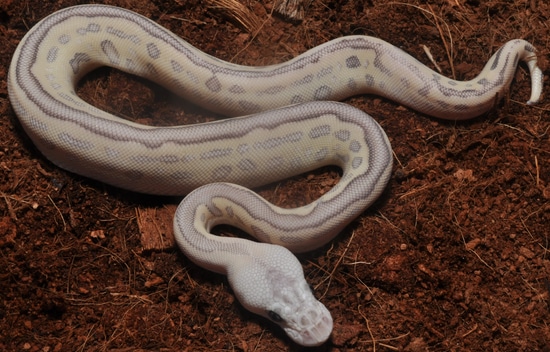 Nuclear Cypress Super Leo Clown - SALE Ball Python by Sixth Sense Exotics