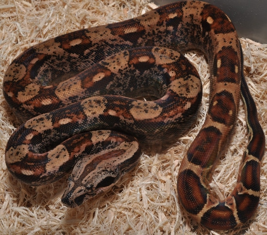 Hypo IMG Raptor Kubsch Pastel - SALE Boa Constrictor by Sixth Sense Exotics