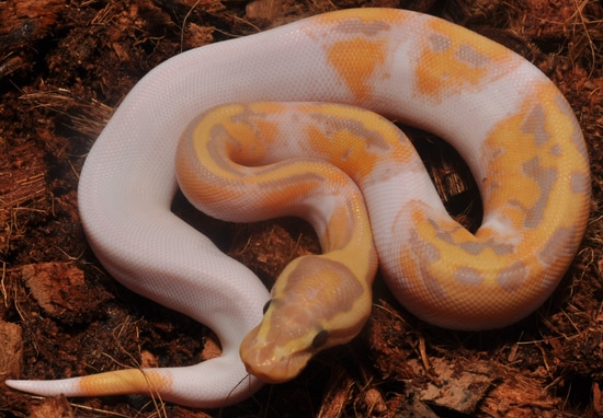 OD Fire Banana Pied - SALE Ball Python by Sixth Sense Exotics
