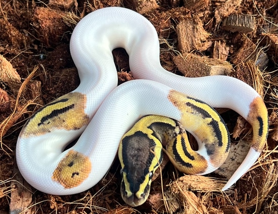 Firefly Pied - SALE Ball Python by Sixth Sense Exotics