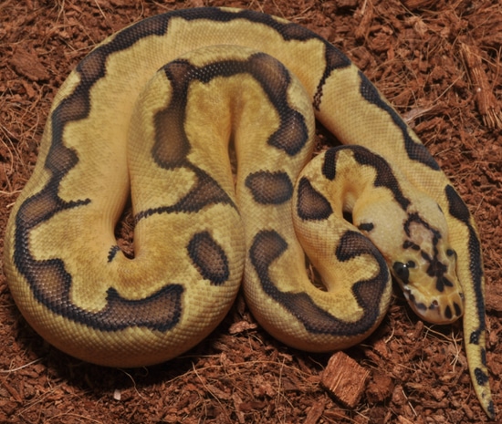 Firefly Enchi Clown - SALE Ball Python by Sixth Sense Exotics