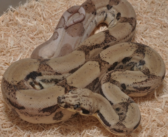 Fire IMG Ghost Jungle Ph Sharp Boa Constrictor by Sixth Sense Exotics