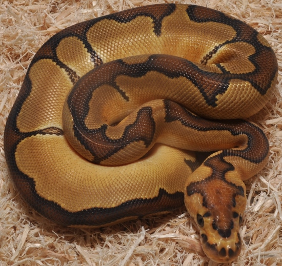 Fire Enchi Clown Ball Python by Sixth Sense Exotics