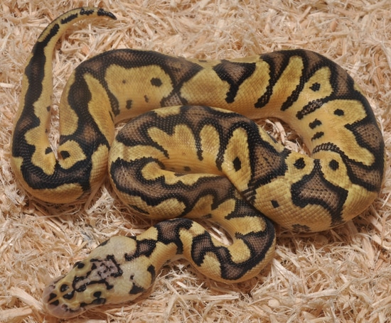 Pastel Clown - SALE Ball Python by Sixth Sense Exotics
