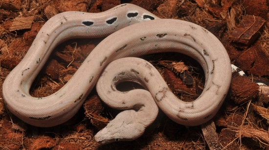 Scoria - SALE Boa Constrictor by Sixth Sense Exotics