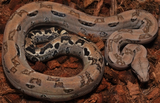 Inca Scoria - SALE Boa Constrictor by Sixth Sense Exotics
