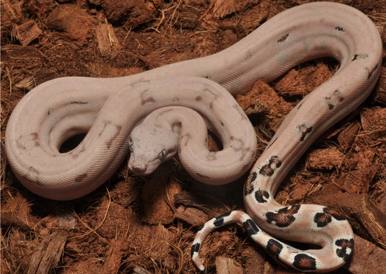 Scoria - SALE Boa Constrictor by Sixth Sense Exotics