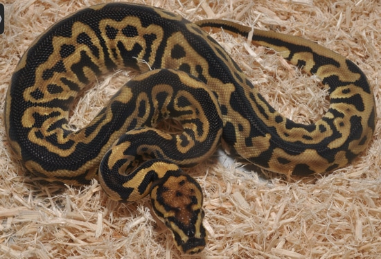 Chocolate Spotnose Leo Het Clown Ball Python by Sixth Sense Exotics
