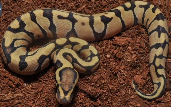 Enchi DG Het Clown - SALE Ball Python by Sixth Sense Exotics