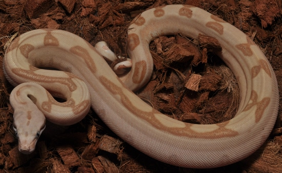 Fire Hypo Labyrinth Het Anery Hi Rise - SALE Boa Constrictor by Sixth ...