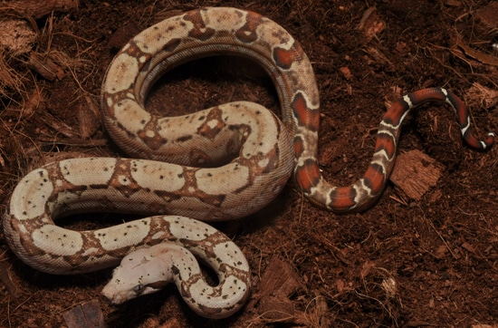 Honduran Tpos Het Snow - SALE Boa Constrictor by Sixth Sense Exotics