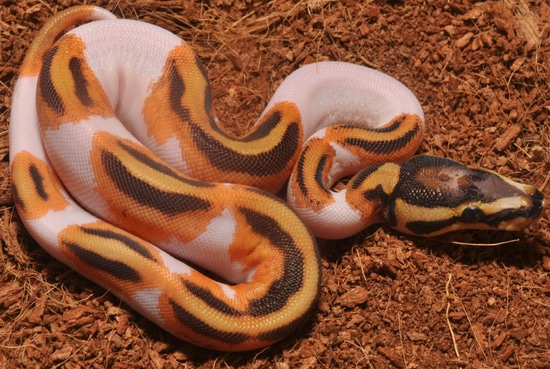 YB Scaleless Head Pied - SALE Ball Python by Sixth Sense Exotics