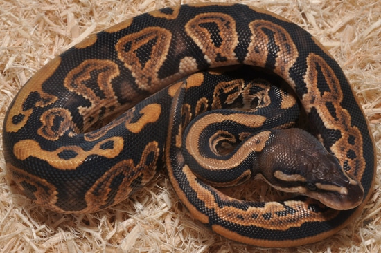 Black Pastel Het Pied - SALE Ball Python by Sixth Sense Exotics