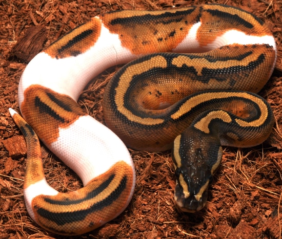 Pied Het Candy - SALE Ball Python by Sixth Sense Exotics