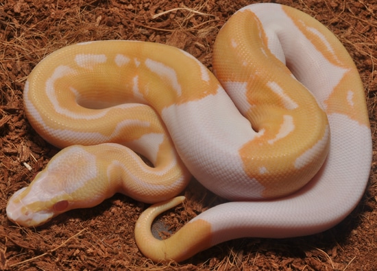 Candy Pied - SALE Ball Python by Sixth Sense Exotics