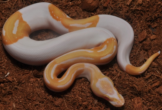 Candy Pied - SALE Ball Python by Sixth Sense Exotics