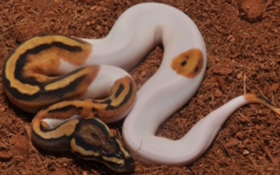 Fire Enchi Pied - SALE Ball Python by Sixth Sense Exotics