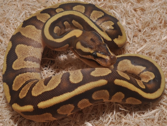 OD Fire Mahogany Enchi Het Pied Ball Python by Sixth Sense Exotics