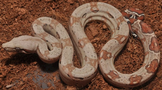 Honduran Tpos Het Snow - SALE Boa Constrictor by Sixth Sense Exotics
