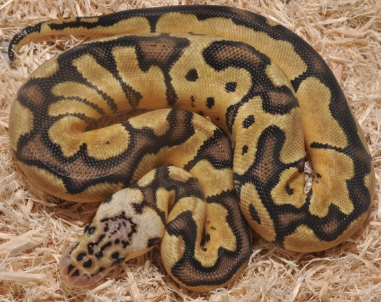 Pastel Clown - SALE Ball Python by Sixth Sense Exotics