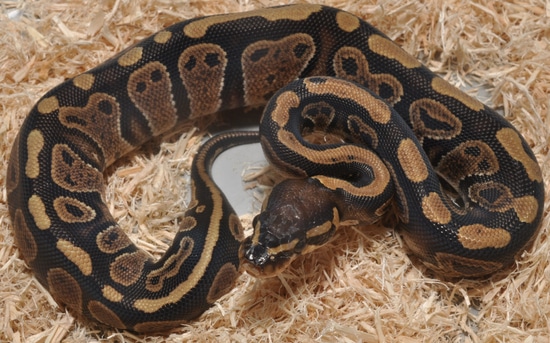 DH Candy Pied - SALE Ball Python by Sixth Sense Exotics