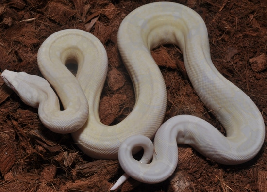 Sharp Snow - SALE Boa Constrictor by Sixth Sense Exotics