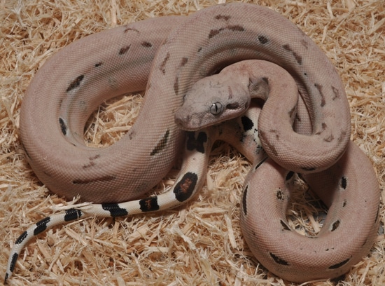 Scoria - SALE Boa Constrictor by Sixth Sense Exotics