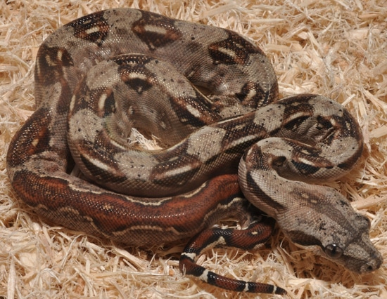 Costa Rican Locale - SALE Boa Constrictor by Sixth Sense Exotics