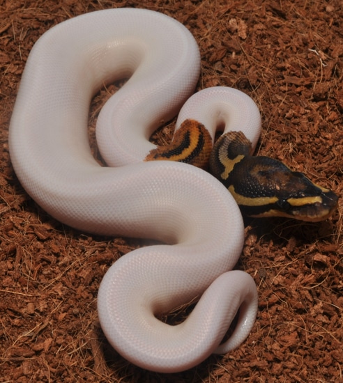 YB Pied - SALE Ball Python by Sixth Sense Exotics
