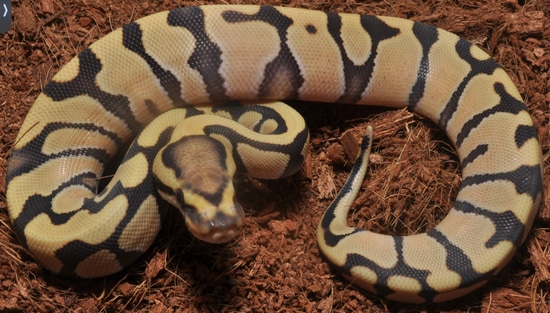 Enchi DG Het Clown - SALE Ball Python by Sixth Sense Exotics