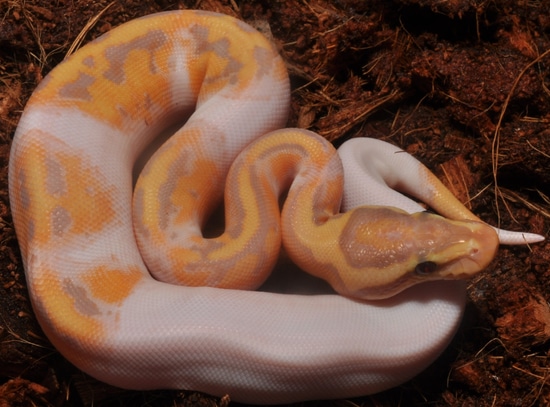 OD Fire Banana Pied - SALE Ball Python by Sixth Sense Exotics