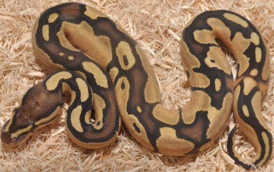 OD Fire Specter Het Pied - SALE Ball Python by Sixth Sense Exotics