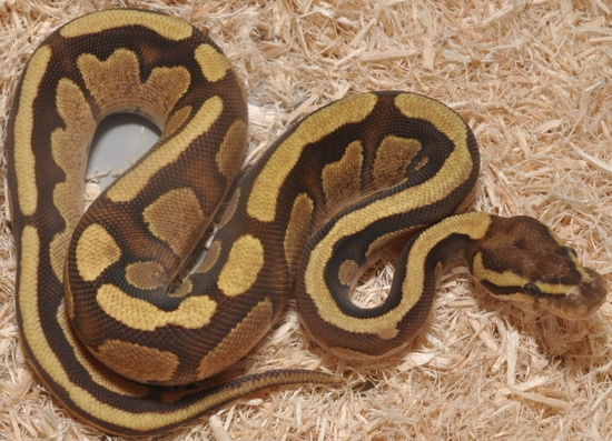 OD Fire Mahogany Enchi Het Pied - SALE Ball Python by Sixth Sense Exotics