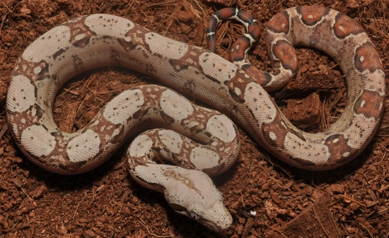 Honduran Tpos Het Snow - SALE Boa Constrictor by Sixth Sense Exotics