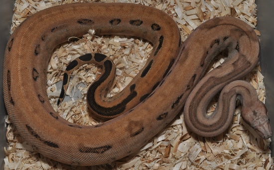Scoria Motley - SALE Boa Constrictor by Sixth Sense Exotics
