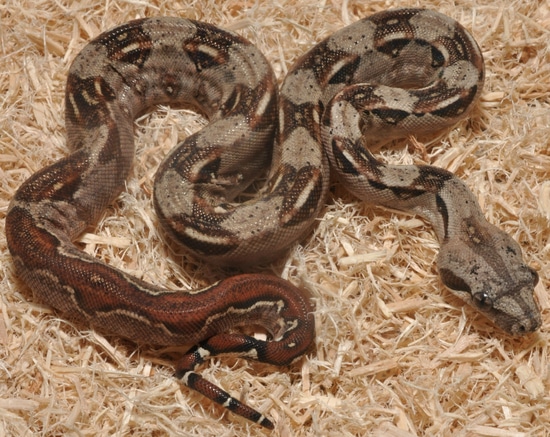Costa Rican Locale - SALE Boa Constrictor by Sixth Sense Exotics