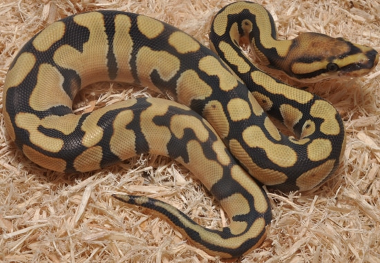 Enchi DG Het Clown - SALE Ball Python by Sixth Sense Exotics
