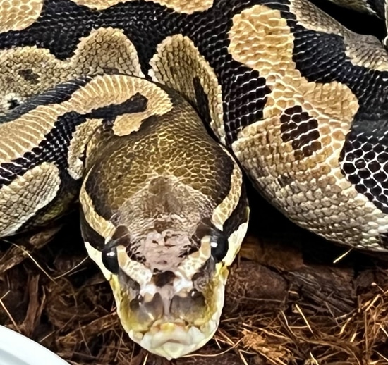 Scaleless Head Het Pied PROVEN - SALE Ball Python by Sixth Sense Exotics