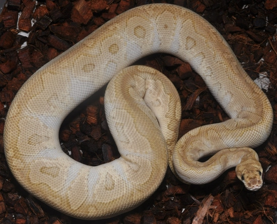 Butter Clown PROVEN - SALE Ball Python by Sixth Sense Exotics