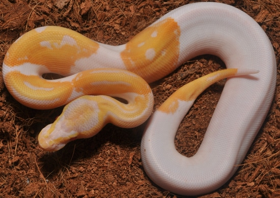 Candy Pied - SALE Ball Python by Sixth Sense Exotics